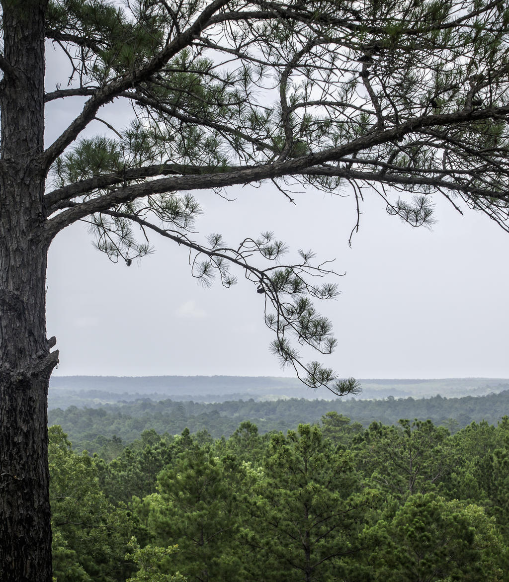 Longleaf Trail Byway | Louisiana Byways